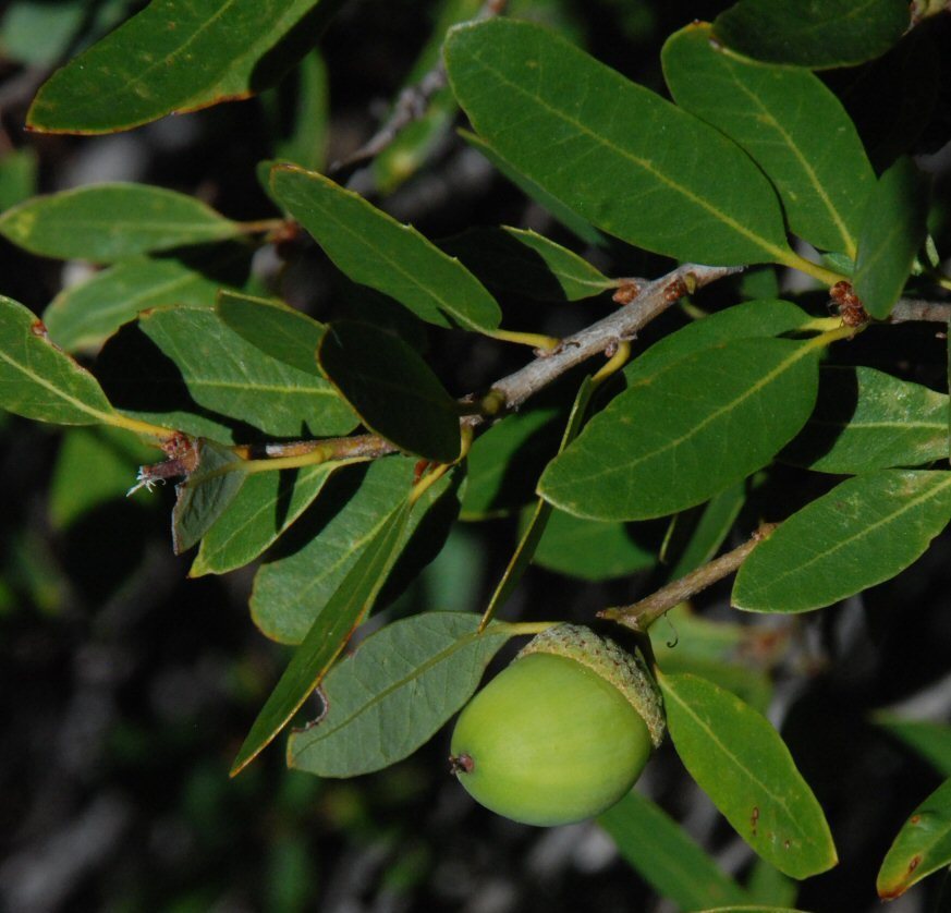 huckleberry oak (Quercus vacciniifolia) - Botanical Realm