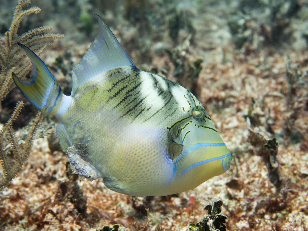 Queen Triggerfish (Balistes vetula) - Marine Life Identification