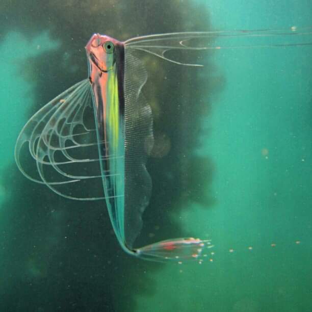 Ribbonfishes (Trachipteridae) - Marine Life Identification