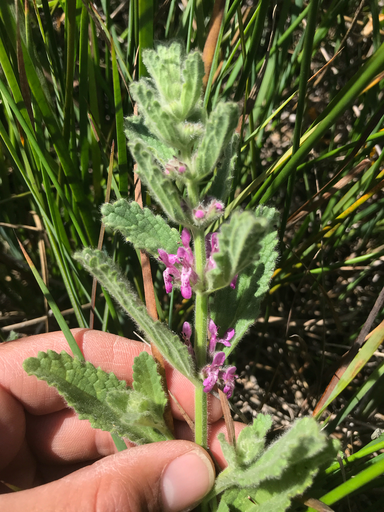 Bugle Hedgenettle from San Luis Obispo, CA, US on May 18, 2021 at 03:45 ...