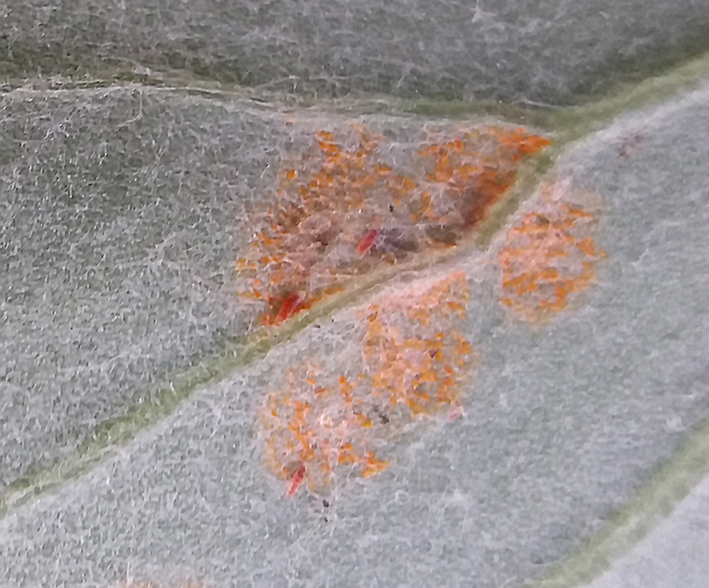 Rust-eating midges from Jeruzalė, Vilnius, Lietuva on October 09, 2019 ...