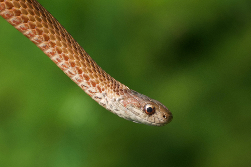 Red-bellied Snake (Storeria occipitomaculata) - Snakes and Lizards