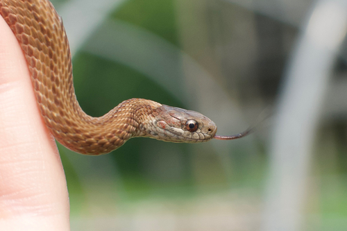 Red-bellied Snake (Storeria occipitomaculata) - Snakes and Lizards