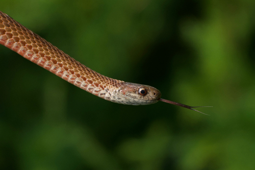 Red-bellied Snake (Storeria occipitomaculata) - Snakes and Lizards