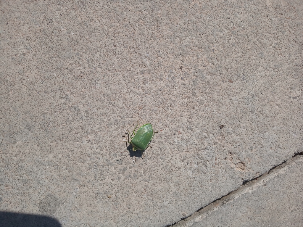 Southern Green Stink Bug from Καριώτες 311 00, Ελλάδα on October 9 ...