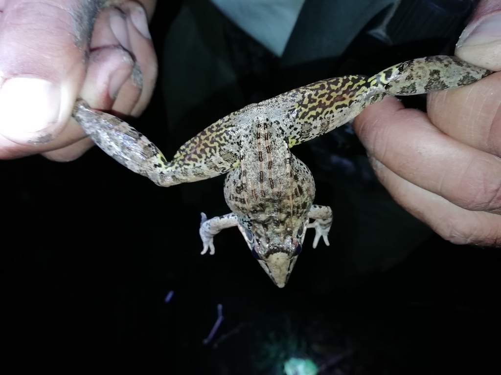 Sharp-nosed ridged frog (HX - Fauna of the Bissagos) · iNaturalist