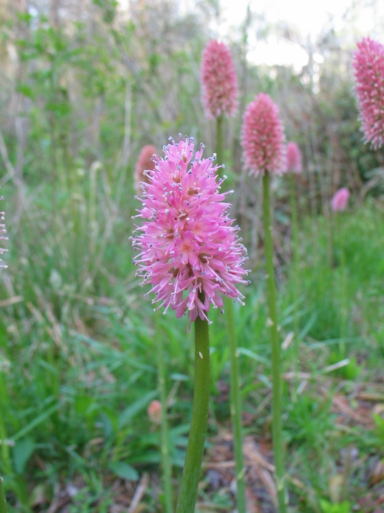 swamp pink in April 2006 by Curtis Hansen · iNaturalist