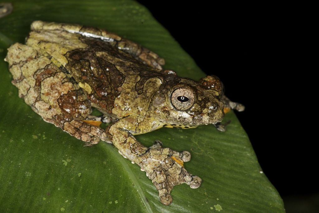Rana Marmorea (Especies de Anfibios del Meta, Colombia) · iNaturalist