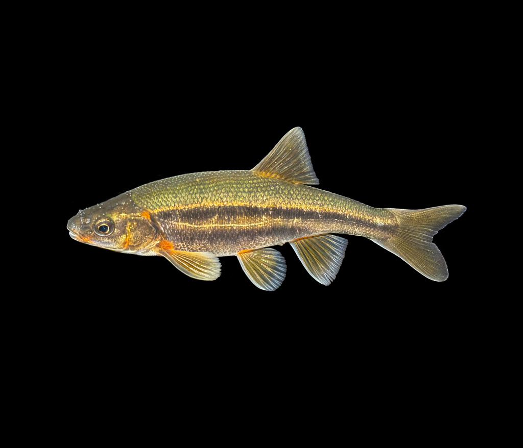 Coastal Roach (Hesperoleucus venustus) - Marine Life Identification