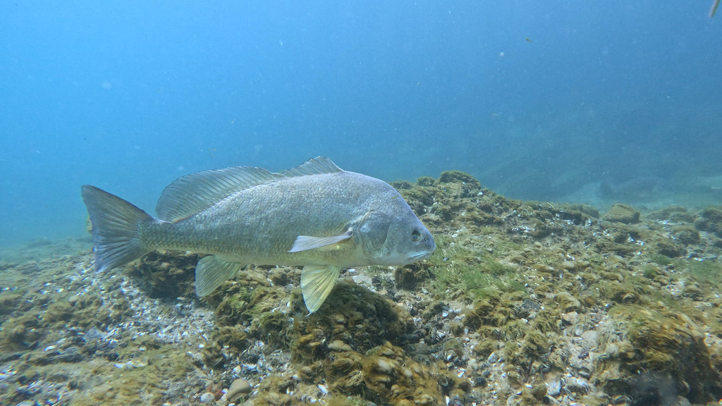 Freshwater Drum (Aplodinotus grunniens) - Marine Life Identification