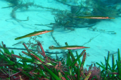 Genus Siphonognathus · iNaturalist United Kingdom