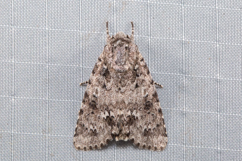 Dagger Moths from Fraser's Hill, Pahang, Malaysia on July 5, 2019 at 12 ...