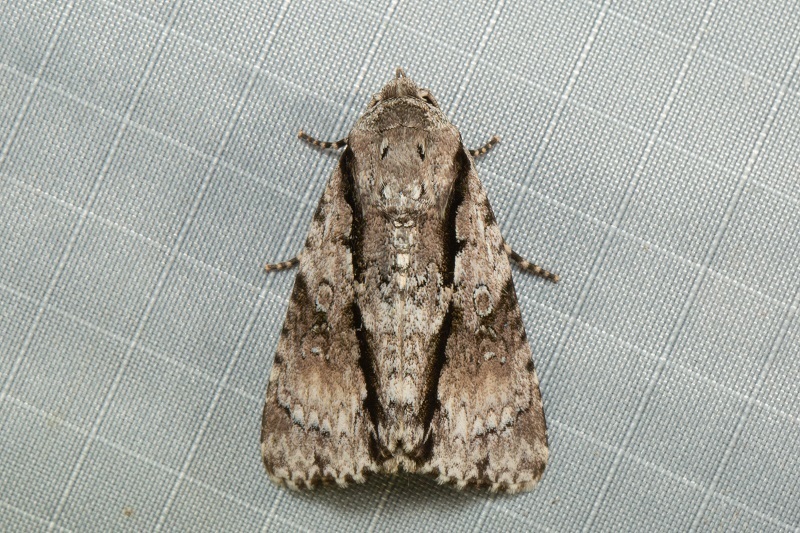 Acronictinae from Fraser's Hill, Pahang, Malaysia on July 5, 2019 at 02:10 AM by dhfischer ...