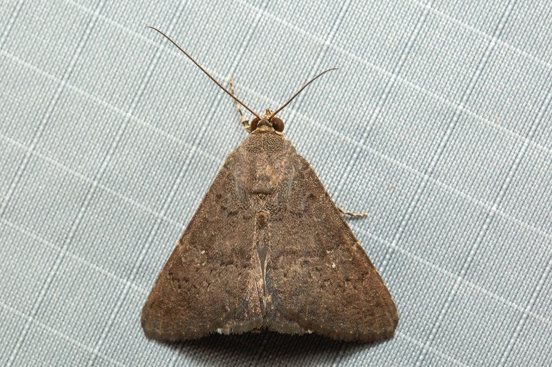 Amyna from Fraser's Hill, Pahang, Malaysia on June 29, 2019 at 08:21 AM ...