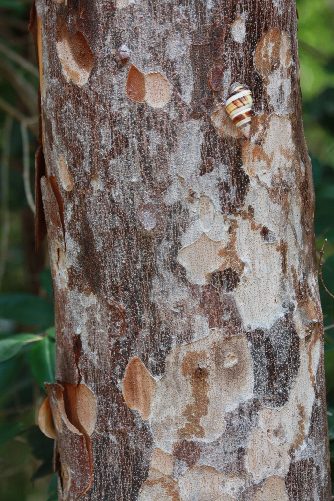 Poisonwood (Metopium toxiferum) - Botanical Realm