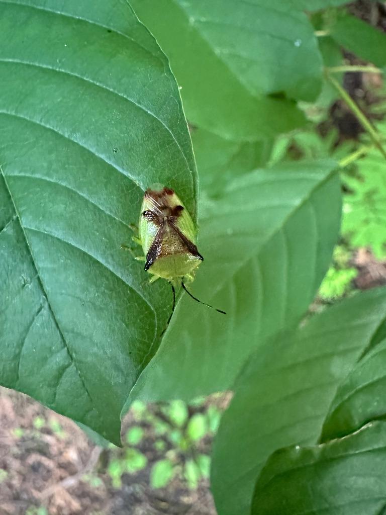 Hercules club stink bug from Warner Colpitts Ln, Ottawa, ON, CA on July ...