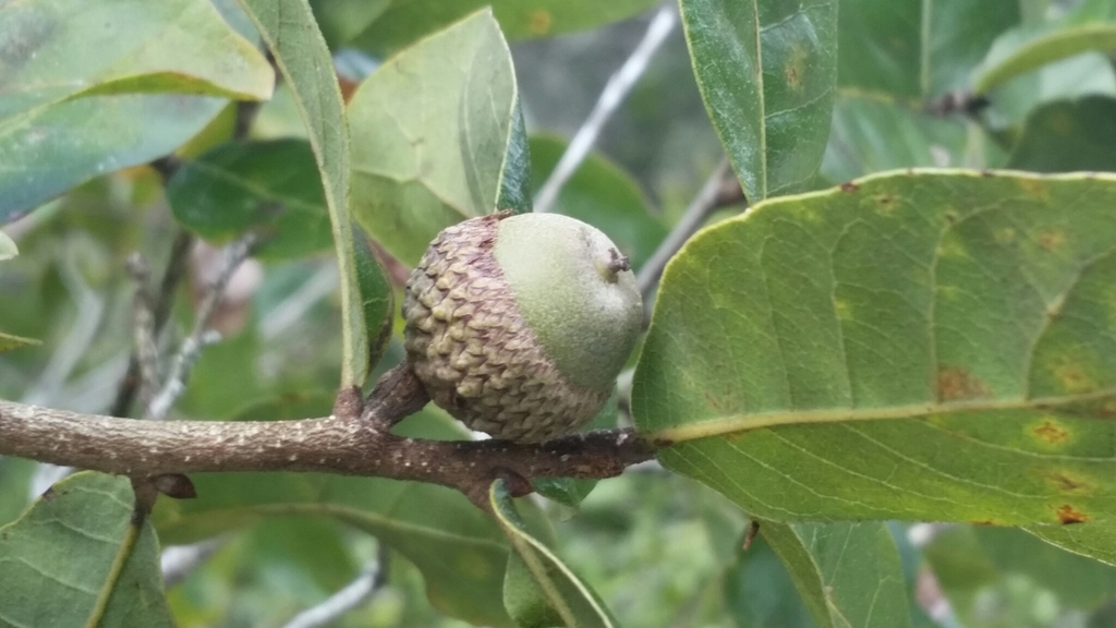 Chapman's Oak from Olga, FL, USA on October 9, 2019 at 01:11 PM by Jay ...