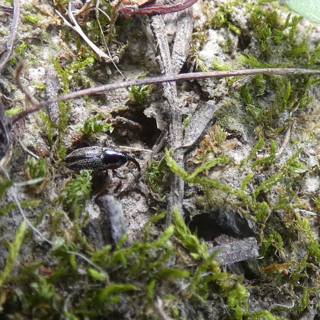 Nicentrus saccharinus from South Baton Rouge, Baton Rouge, LA, USA on ...