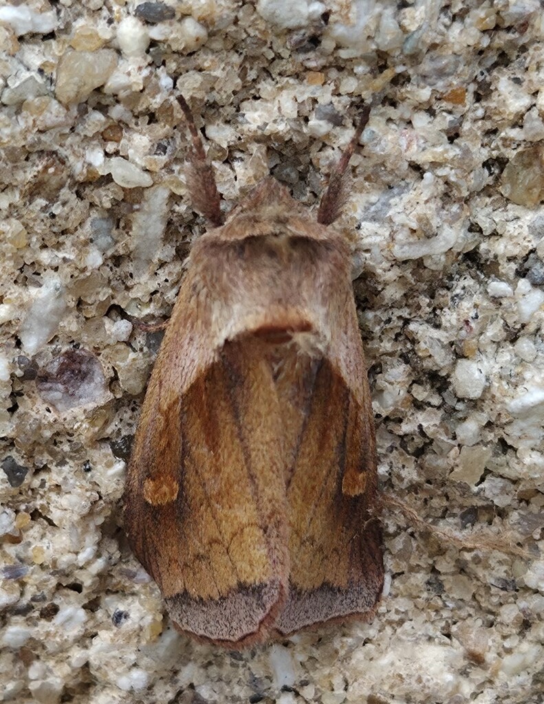 Pickerelweed Borer Moth from Lanham, MD, USA on July 14, 2025 at 11:51 ...