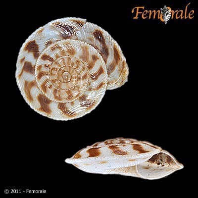 alabama disc (Terrestrial Mollusks of Alabama) · iNaturalist