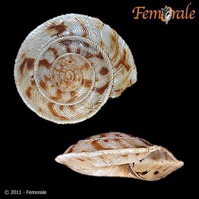 alabama disc (Terrestrial Mollusks of Alabama) · iNaturalist