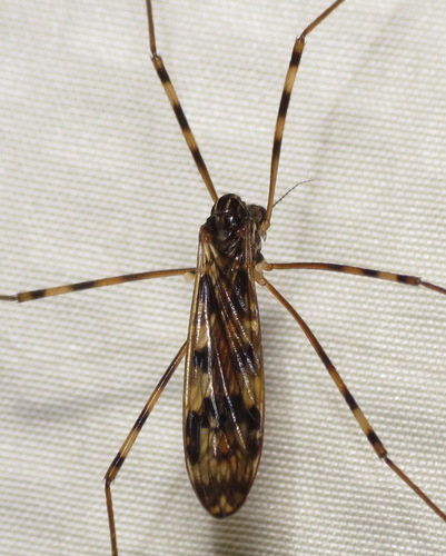 Limonia Immatura · Inaturalist United Kingdom