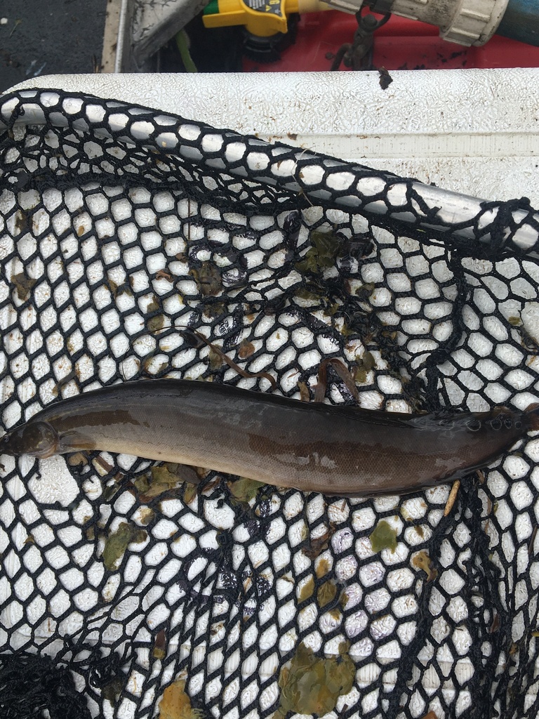 Swamp Eels (Synbranchiformes) - Marine Life Identification