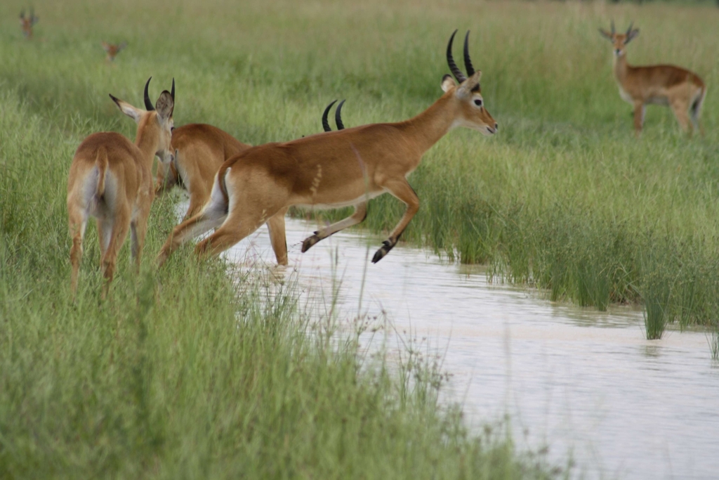 Buffon's Kob (Kobus kob kob) - Know Your Mammals