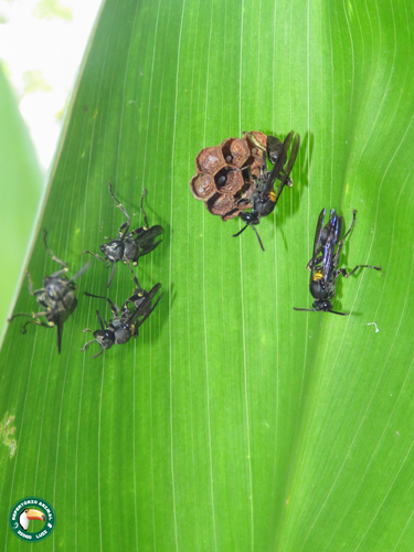 Mischocyttarus metathoracicus · iNaturalist