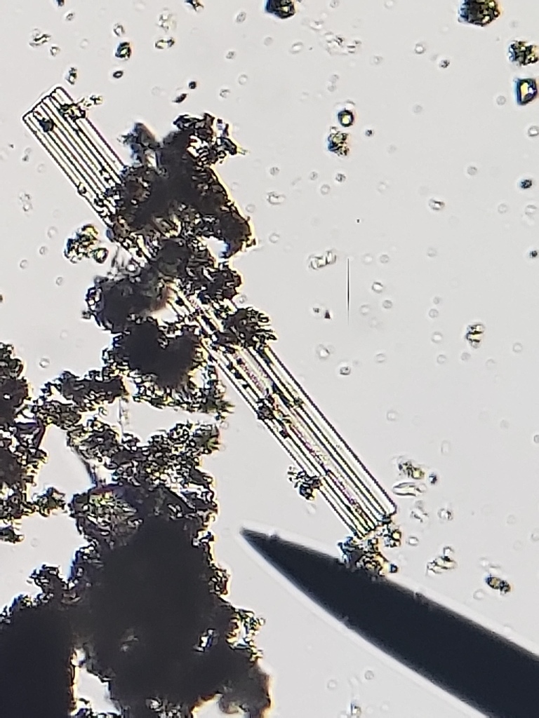 Ulnaria from Pleasant Valley, Austin, TX 78741, USA on October 3, 2019 ...