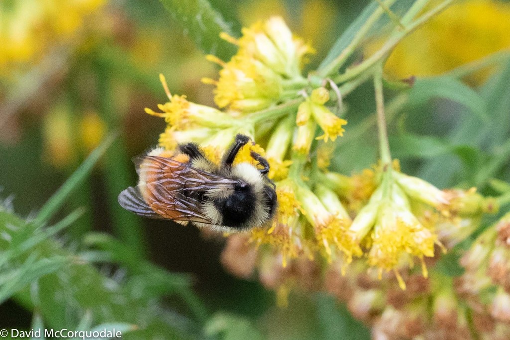 Tricolored Bumble Bee from Coxheath, NS, Canada on September 15, 2019 ...
