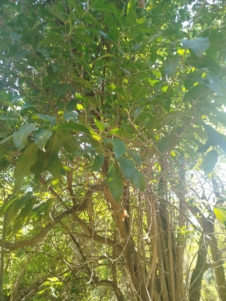 Forest Elder from Makhado Local Municipality, South Africa on July 15 ...