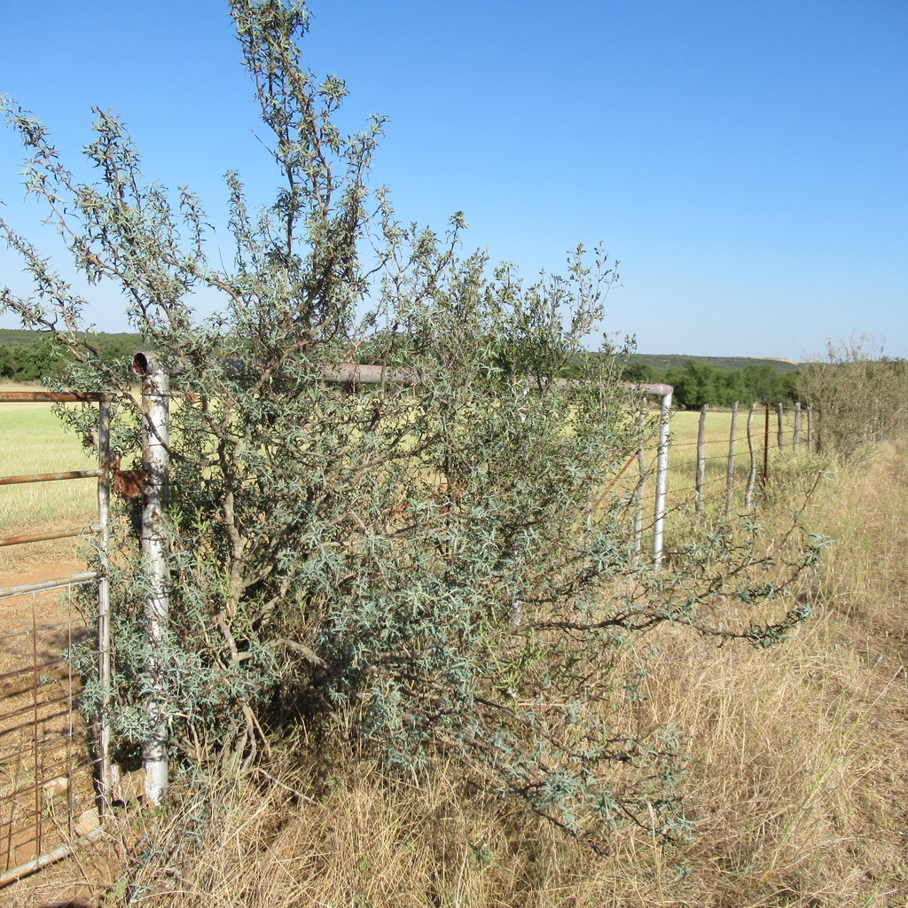 Agarita (Berberis trifoliolata) - Botanical Realm