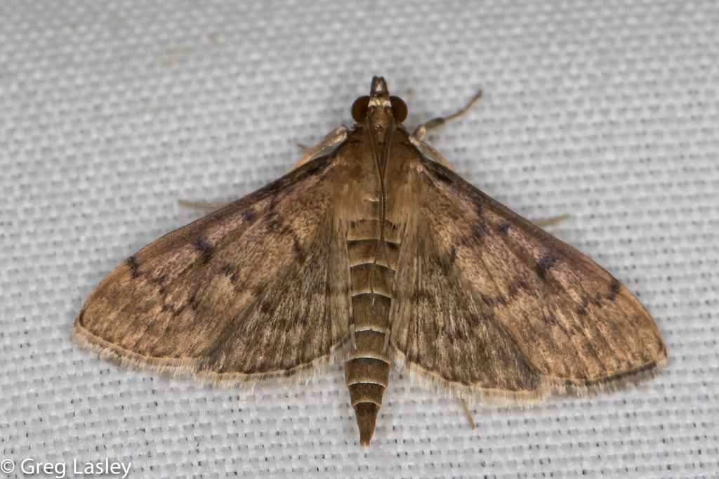 Dusky Herpetogramma Moth (David Fine & Jim Troubridge's Key Largo ...