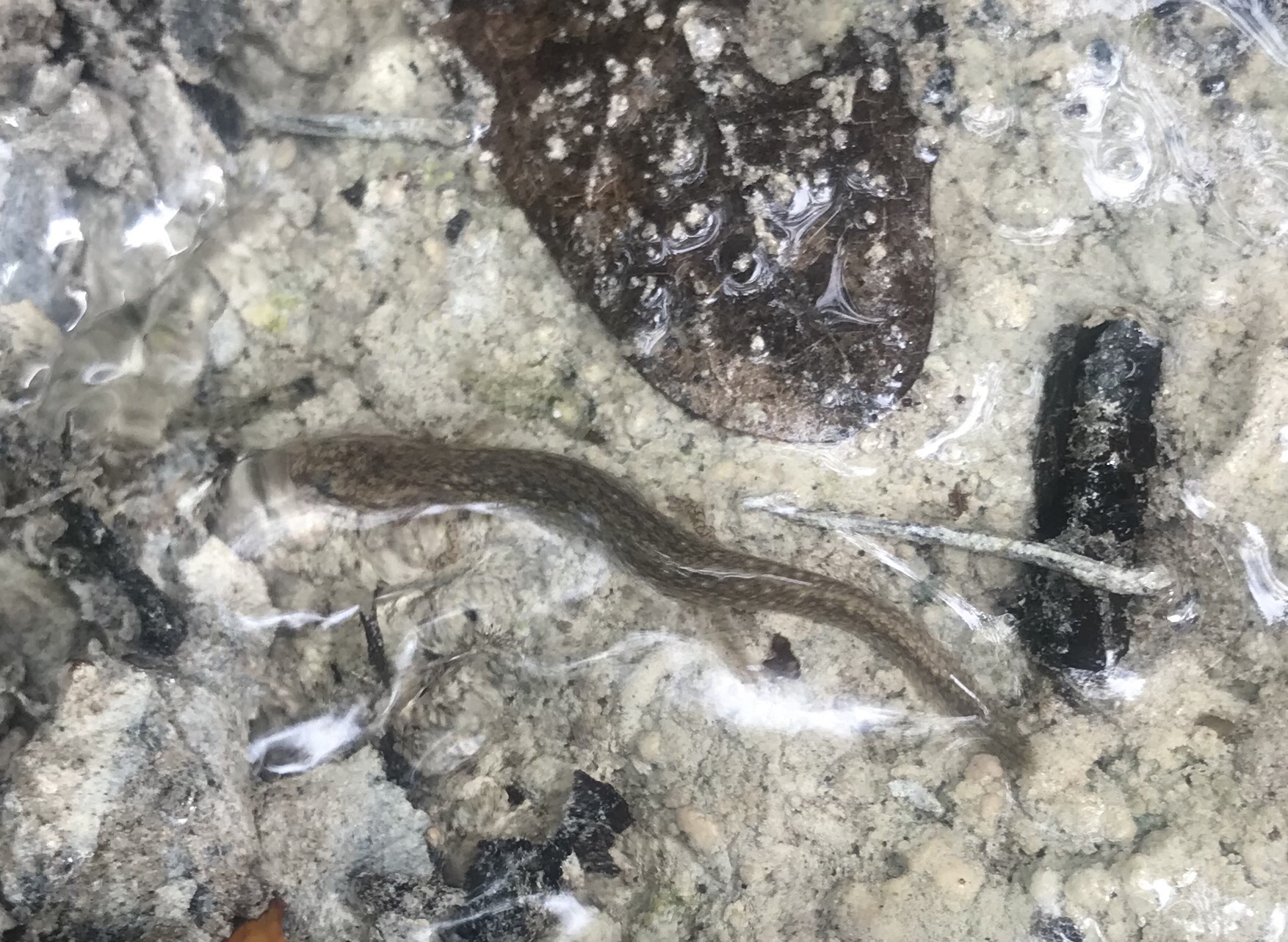 Eurycea neotenes Bishop & Wright, 1937