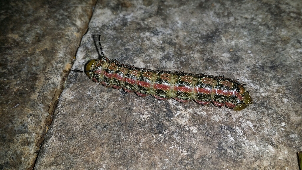 Pink-striped Oakworm Moth (Caterpillars of Ontario) · iNaturalist