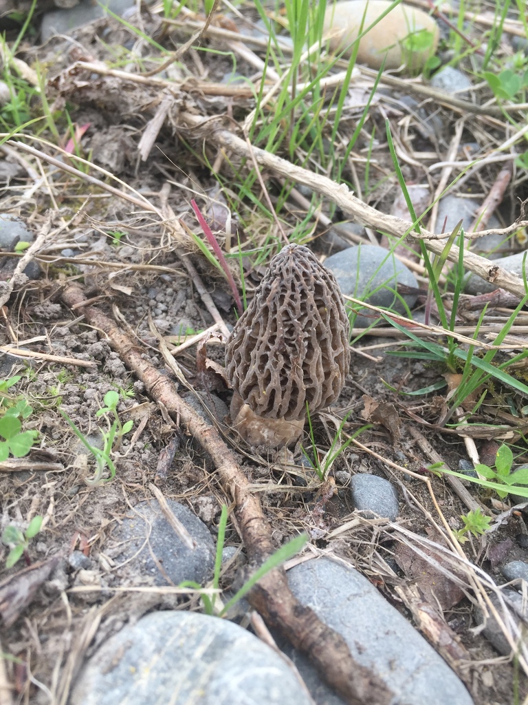 true morels from Waimakariri River Regional Park, Kainga, Canterbury ...