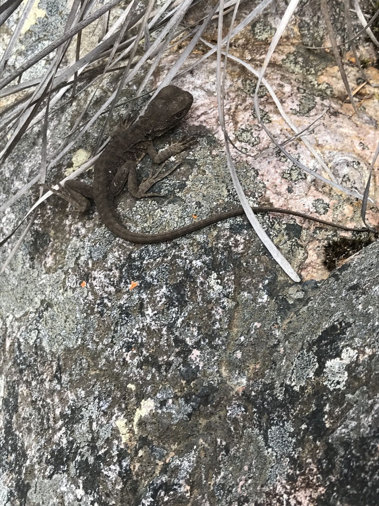 Australian Water Dragon from Nethercote Falls Conservation Reserve ...