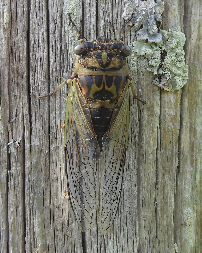 Northern Dog-day Cicada from Georgia, VT, USA on October 9, 2019 at 04: ...
