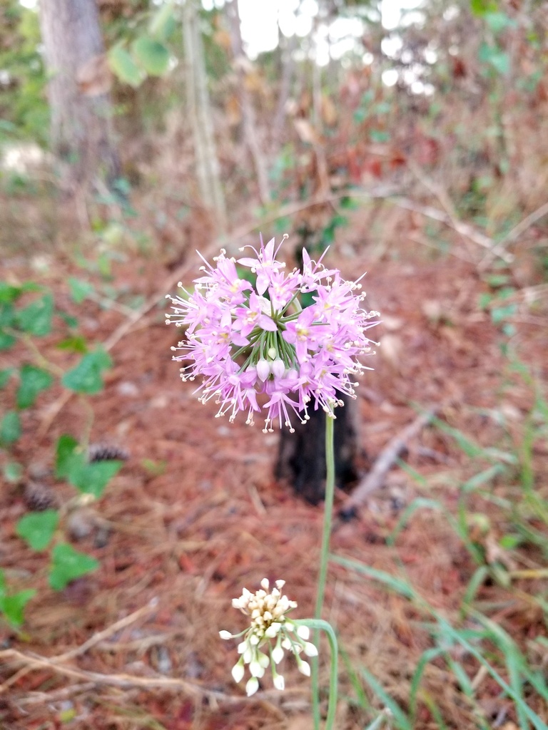 Prairie Onion from Walker County, TX, USA on October 09, 2019 at 07:30 ...