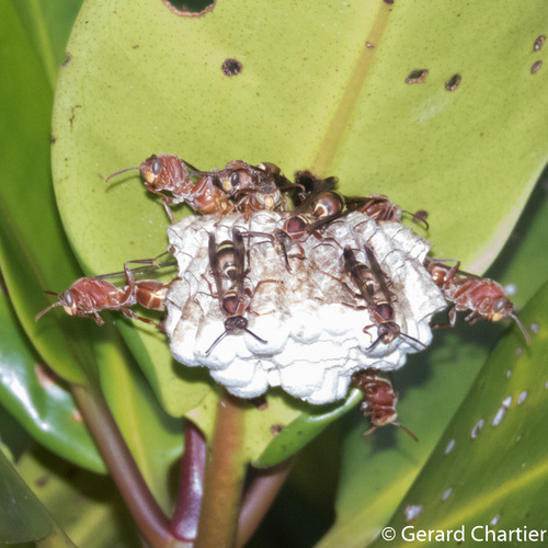 Taxon - Polistes stigma (Tropical Paper Wasp) - Gee Nature