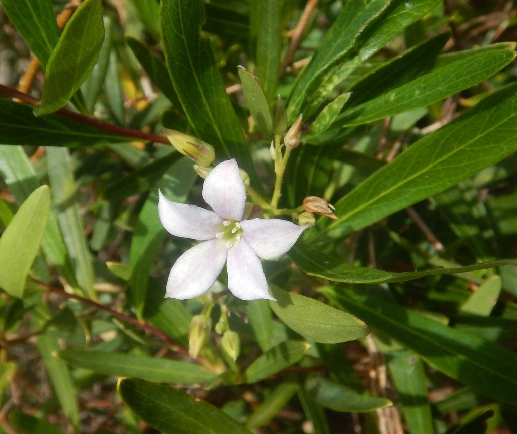 sweet apple-berry from Tintinara SA 5266, Australia on October 10, 2019 ...