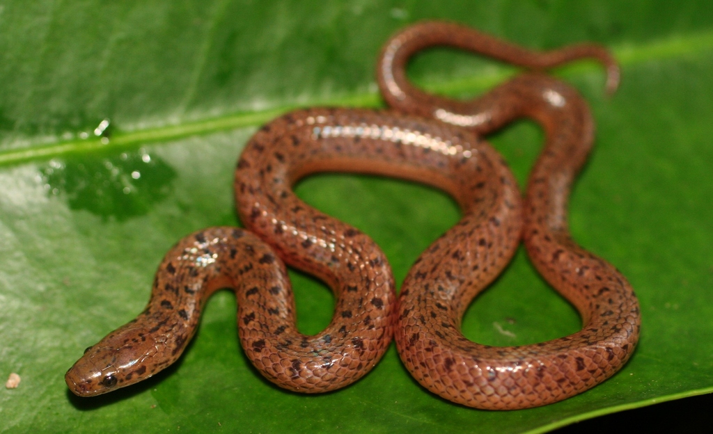 Costa Rica Water Snake (Hydromorphus concolor) - Snakes and Lizards