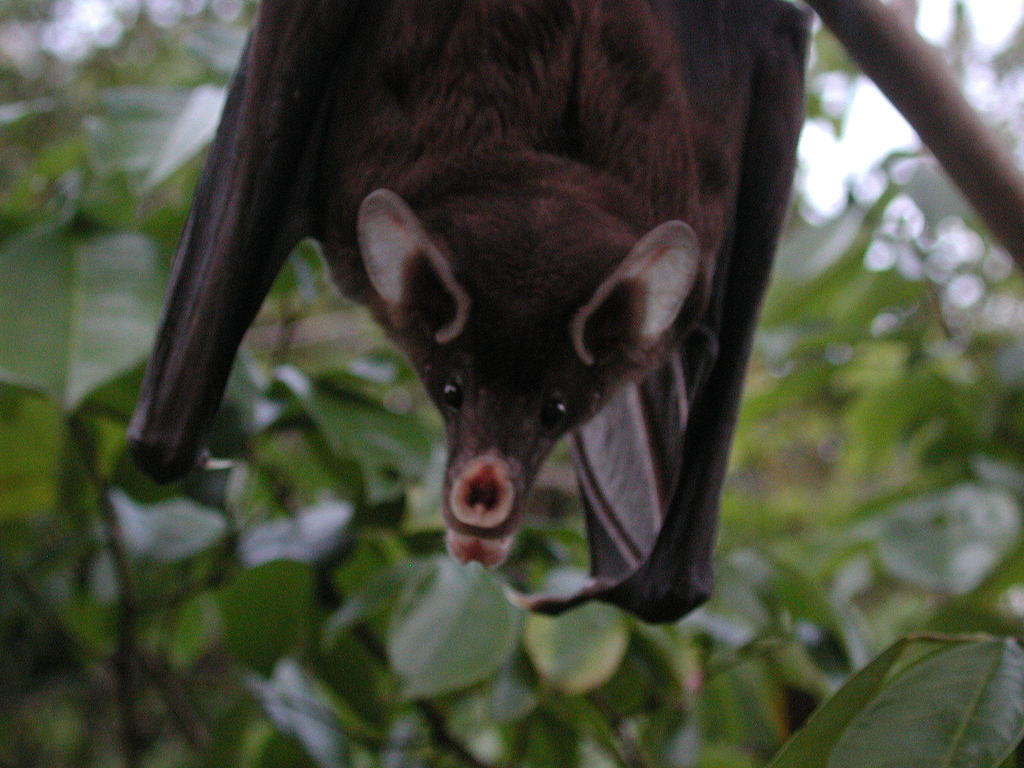 spectral bat (Vampyrum spectrum) - Know Your Mammals