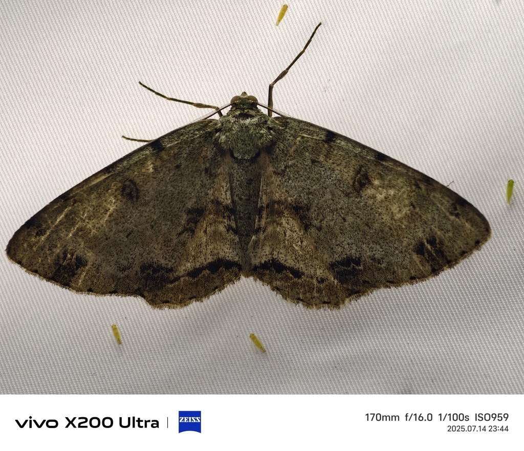 Parapercnia cordularia from Yichun, CN-JX, CN on July 14, 2025 at 11:44 ...