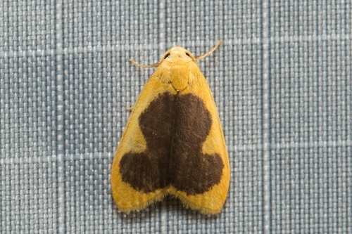 Halone bifornica · iNaturalist