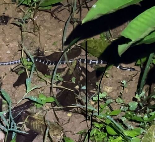 Common Krait (Bungarus caeruleus) - Snakes and Lizards