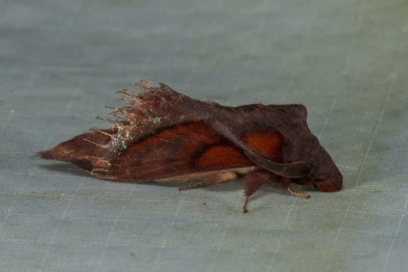 Kunugia drakei from Fraser's Hill, Pahang, Malaysia on March 9, 2019 at ...