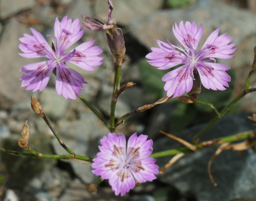 Subspecies Dianthus strictus troodi · iNaturalist
