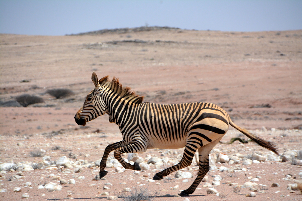 Equines (Equus) - Know Your Mammals